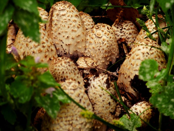 Shaggy Mane_1010231 - Keith Johnson - Photography, Food & Beverage ...