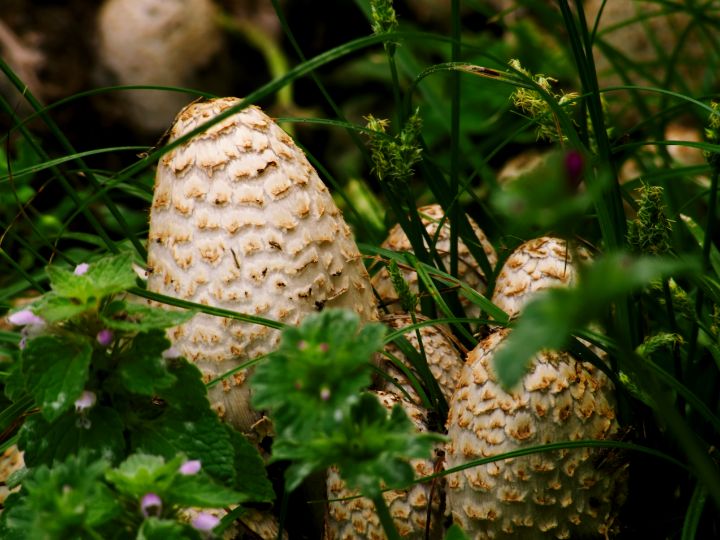 Shaggy Mane_1010237 - Keith Johnson - Photography, Food & Beverage ...