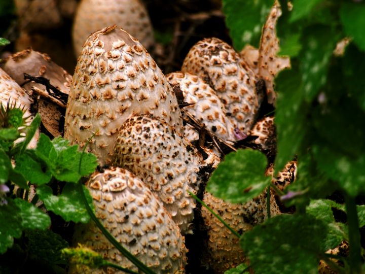 Shaggy Mane_1010238 - Keith Johnson - Photography, Food & Beverage ...