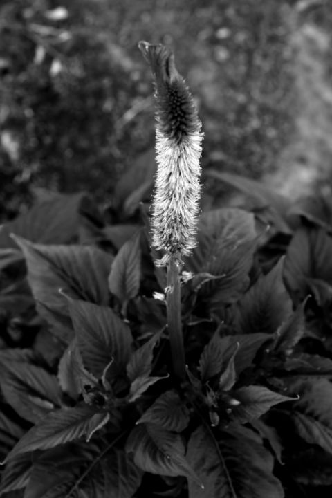 Single Plant In BW - Keith Johnson - Photography, Flowers, Plants ...