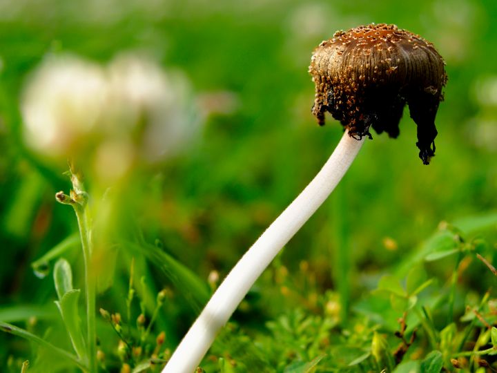 Single Shaggy Mane Mushroom_1010417 - Keith Johnson - Photography, Food ...
