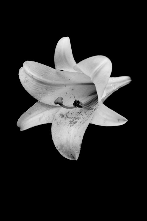 Lily Collection#--12 - Keith Johnson - Photography, Flowers, Plants ...