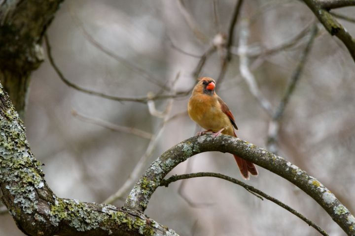 Female Cardinal Perched In Tree DSC_ - Keith Johnson - Photography ...