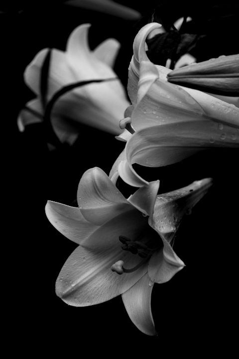 Lily Collection#--9 - Keith Johnson - Photography, Flowers, Plants ...
