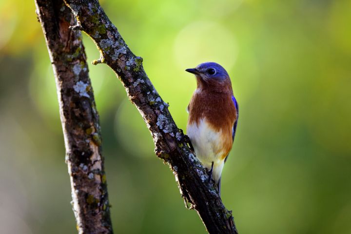Single bluebird on tree-5493 - Keith Johnson - Photography, Animals ...