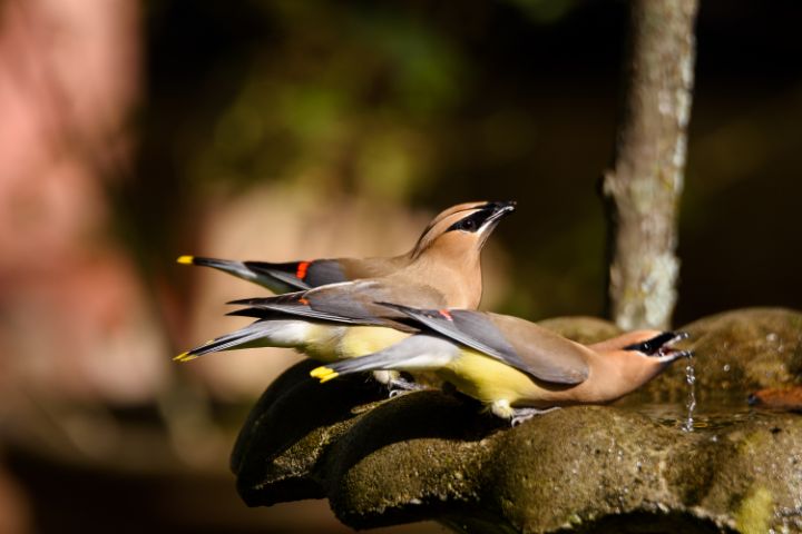 Cedar Waxwings On Birdbath-5439 - Keith Johnson - Photography, Animals ...