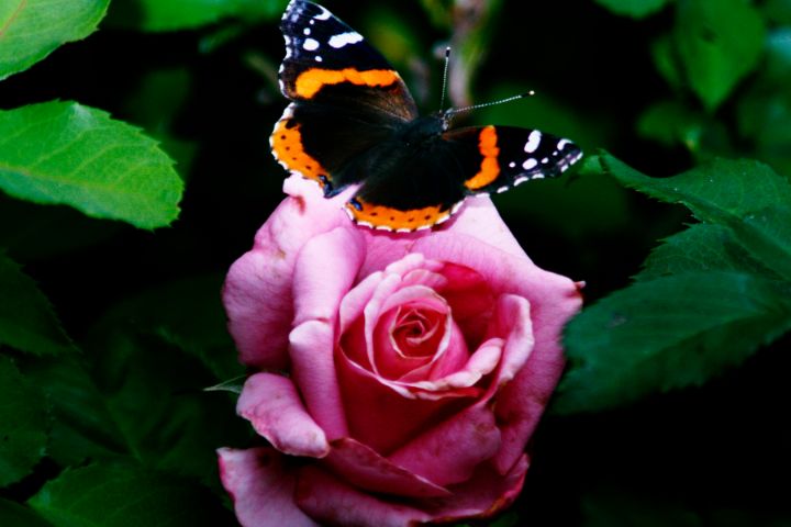 Butterfly On Rose_5133 - Keith Johnson - Photography, Flowers, Plants ...