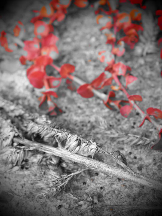 P1011292 - Keith Johnson - Photography, Abstract, Color - ArtPal