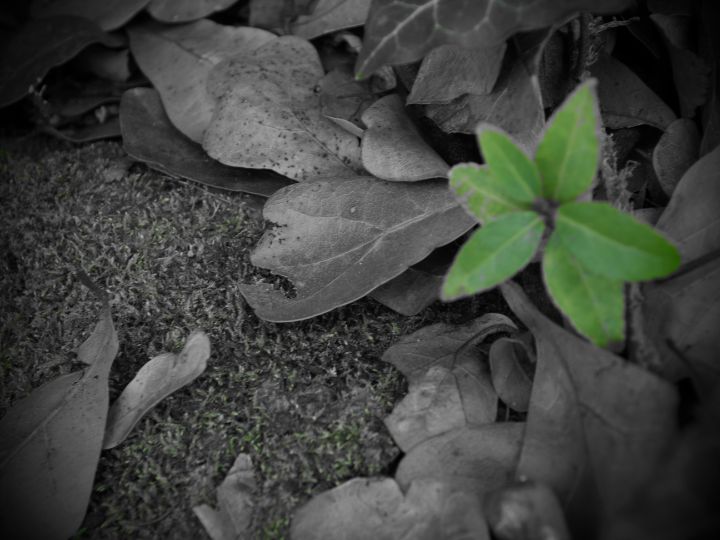 P1011304 - Keith Johnson - Photography, Abstract, Color - ArtPal