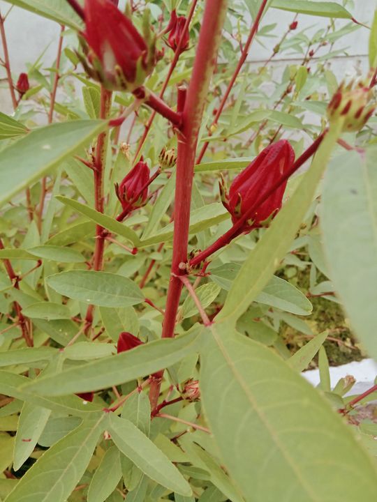 Sorrel Tree - Acrylic Paintings - Photography, Landscapes & Nature ...