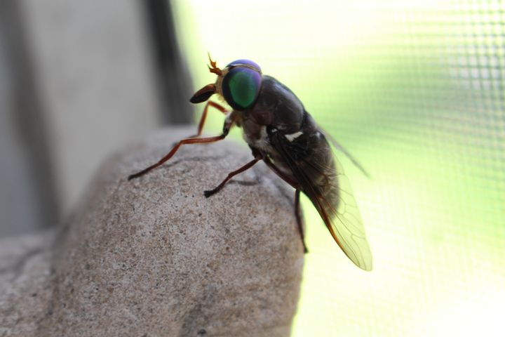 Shoe(Horse)Fly - Ingenuity Artworks - Photography, Animals, Birds ...