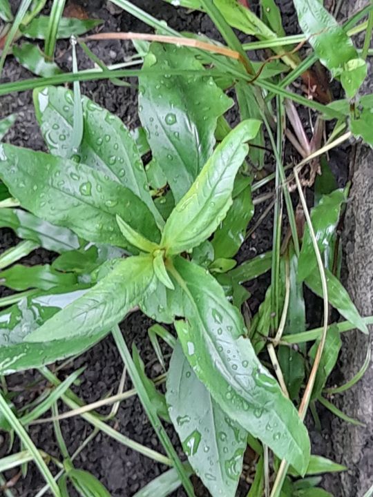 Green Plant - Mc Jacobs - Photography, Flowers, Plants, & Trees, Plants ...