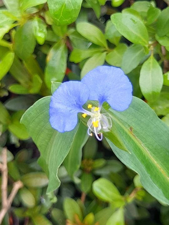 Beauty of Nature - Mc Jacobs - Photography, Flowers, Plants, & Trees ...