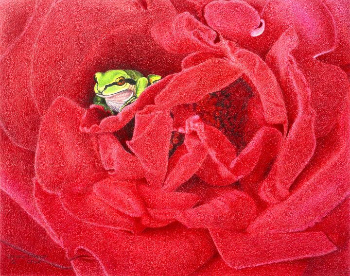 Once Upon A Frog - Bruce J. Nelson Art - Paintings & Prints, Animals ...
