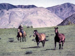 Bruce J. Nelson Art - Paintings & Prints