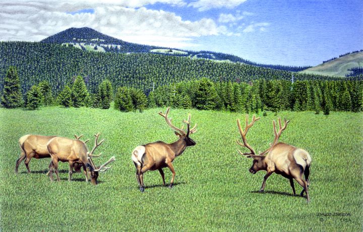 Yellowstone Bachelors - Bruce J. Nelson Art - Paintings & Prints ...