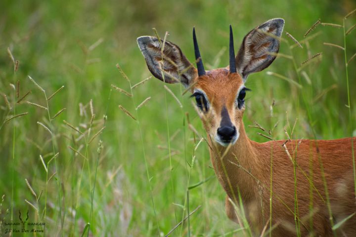 "Small & Elegant"-Pygmy Antelope - Safari Ranger - Photography, Animals ...