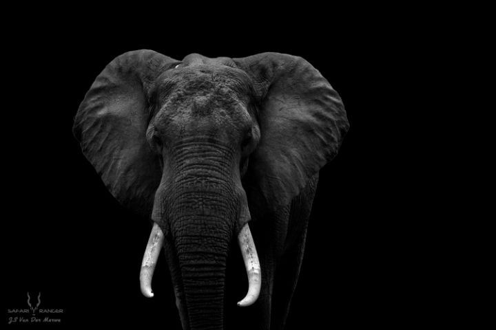 B&W Elephant-"Curious & Majestic" - Safari Ranger - Photography ...