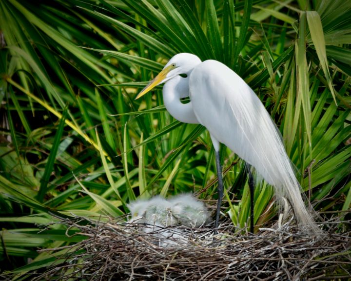 A Nest Full of Fluff - Carol Bradley Double B Photography - Photography ...