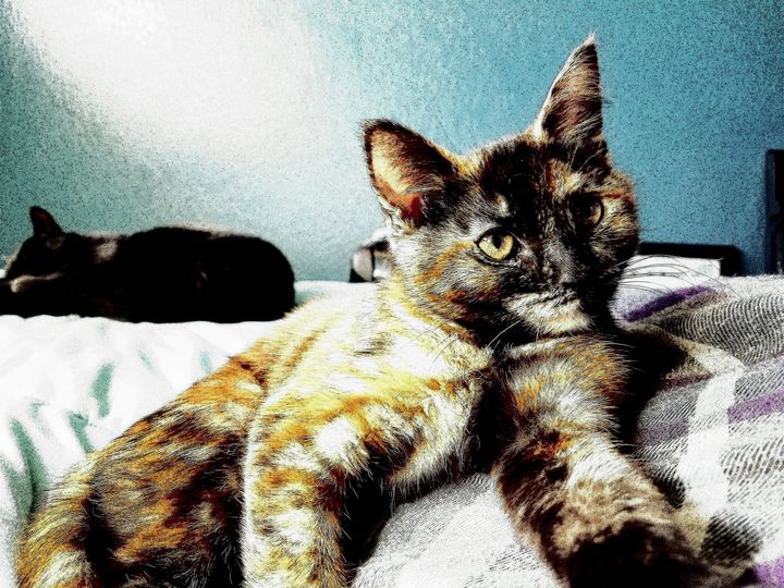 Cat Gaze - Chumbo - Digital Art & AI, Animals, Birds, & Fish, Cats ...