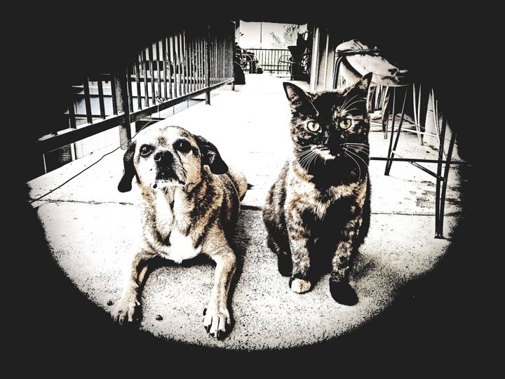 Rainy day - Cat and dog - Chumbo - Digital Art, Animals, Birds, & Fish ...