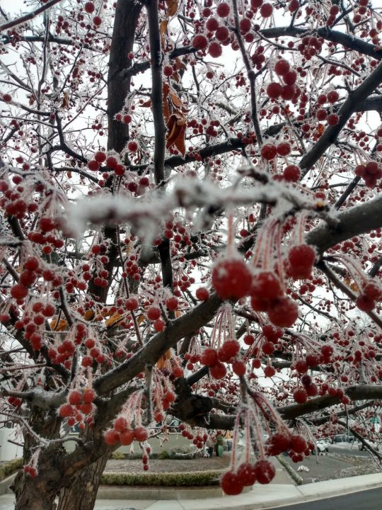 Winter Red Berry Tree - Kae's Photos - Photography, Landscapes & Nature ...