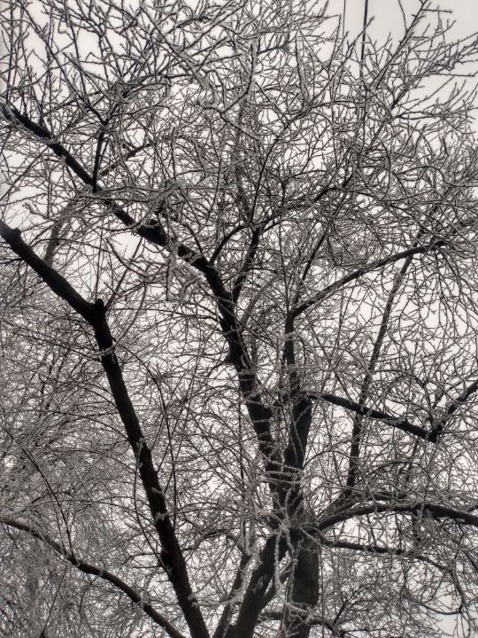 Frost Tree - Kae's Photos - Photography, Landscapes & Nature, Other ...