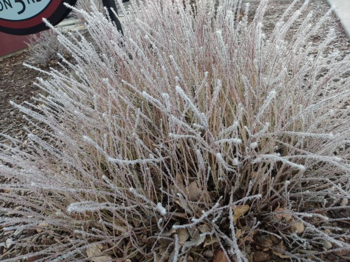 Frost Bush - Kae's Photos - Photography, Landscapes & Nature, Other ...
