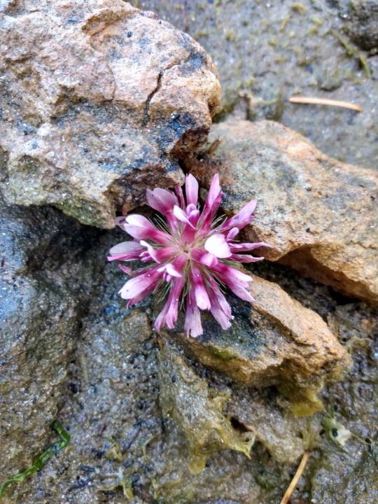 Flower In Stone - Kae's Photos - Photography, Landscapes & Nature ...