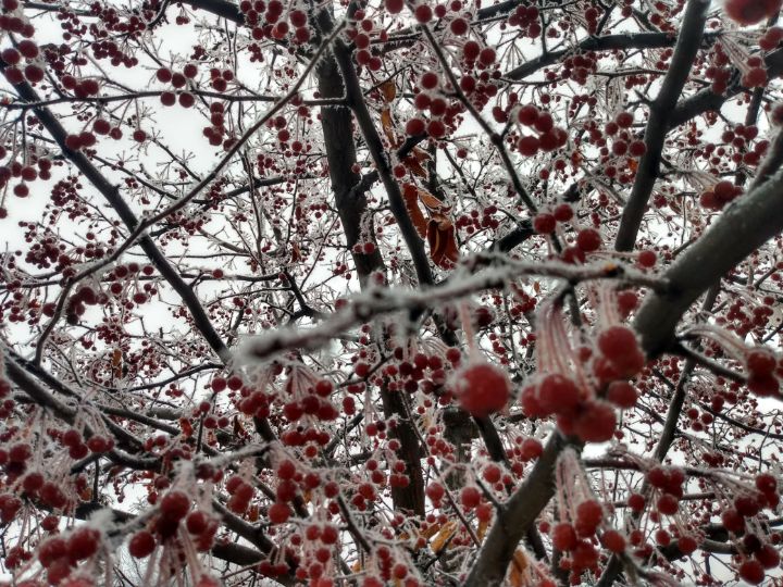 Red Berry Frost Tree - Kae's Photos - Photography, Landscapes & Nature ...