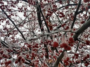 Frost Tree - Kae's Photos - Photography, Landscapes & Nature, Other ...