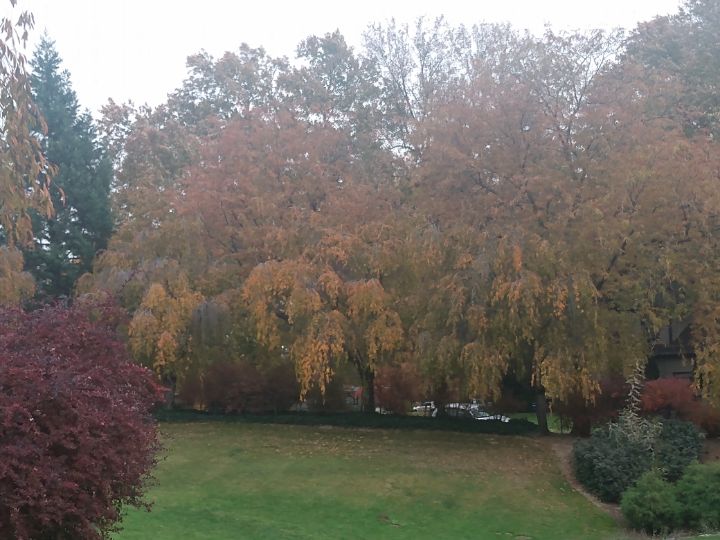 Fall Willow Trees - Kae's Photos - Photography, Landscapes & Nature ...