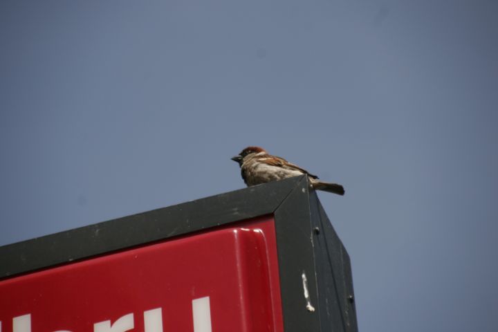 Brown Bird on Sign - Kae's Photos - Photography, Landscapes & Nature ...