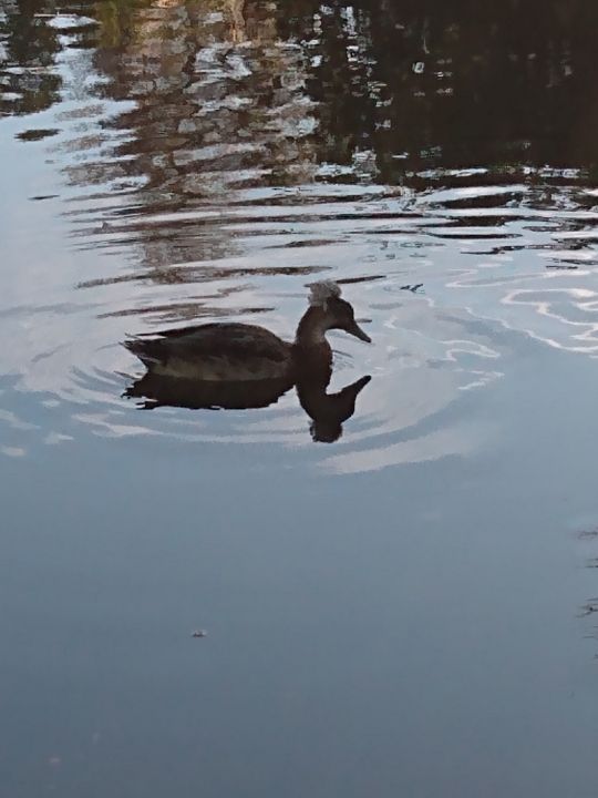 Mohawk Duck - Kae's Photos - Photography, Landscapes & Nature, Lakes ...