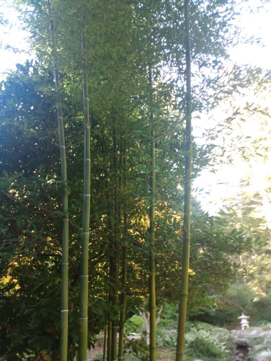 Bamboo Trees - Kae's Photos - Photography, Landscapes & Nature, Forests ...