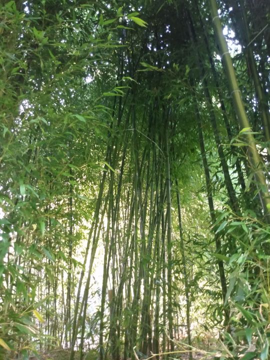 Bamboo Forest - Kae's Photos - Photography, Landscapes & Nature, Other ...