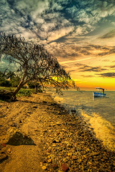 The Carob Tree - Micah Offman Art - Photography, Landscapes & Nature ...
