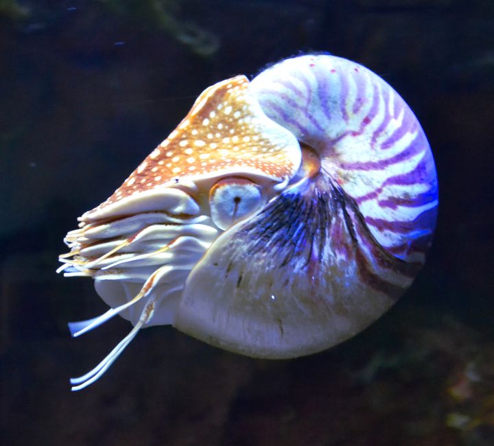 Nautilus Under The Ocean - Creative Corner - Photography, Animals ...