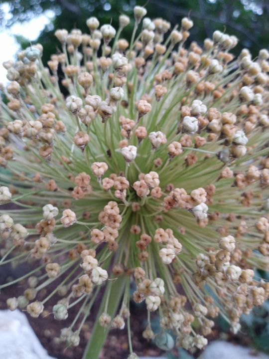 exploding_flower_1 - ChaZ - Photography, Flowers, Plants, & Trees ...