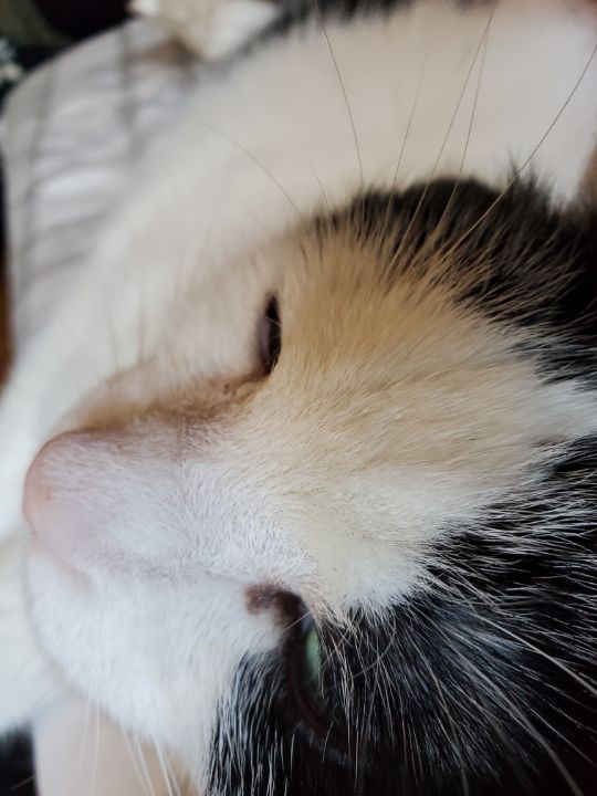 Catz II - Vitalize Humanity - Digital Art, Animals, Birds, & Fish, Cats ...