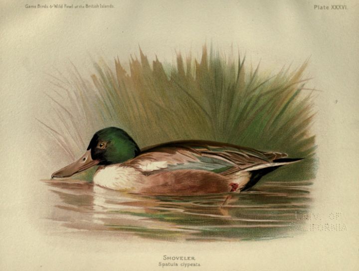 The game birds and wild fowl of the - Great Art Library - Paintings ...