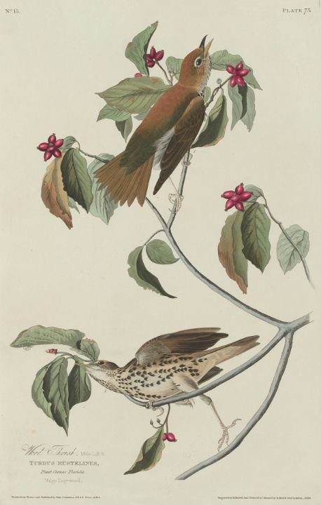 Wood Thrush - Great Art Library - Paintings & Prints, People & Figures ...