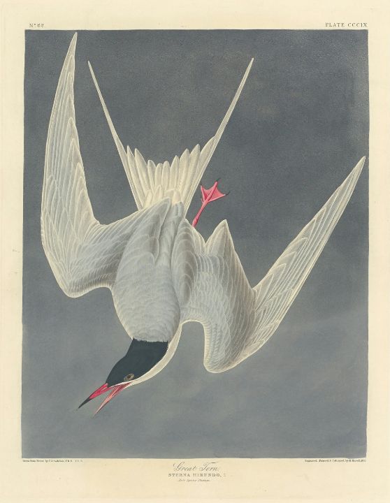 Great Tern - Great Art Library - Paintings & Prints, People & Figures ...