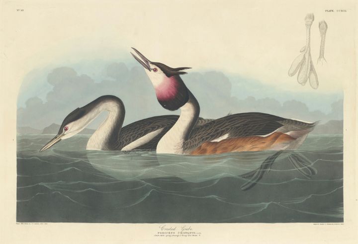 Crested Grebe - Great Art Library - Paintings & Prints, People ...