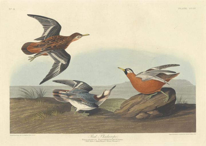 Red Phalarope - Great Art Library - Paintings & Prints, People & Figures, Other People & Figures ...