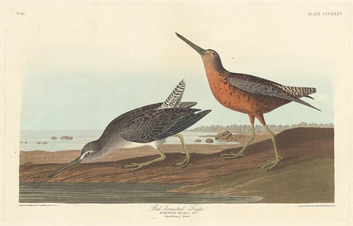 Red breasted Snipe - Great Art Library - Paintings & Prints, People ...