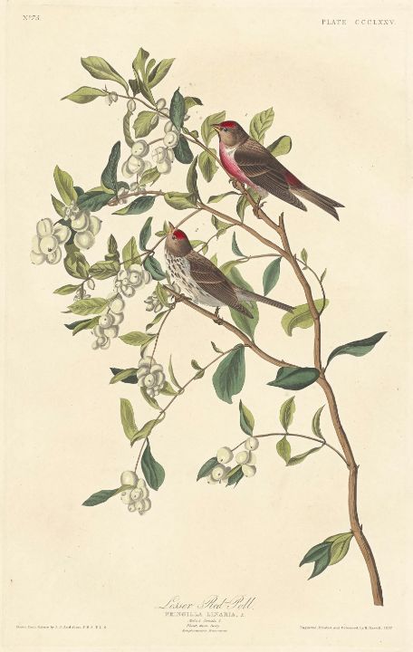 Lesser Red poll - Great Art Library - Paintings & Prints, People ...
