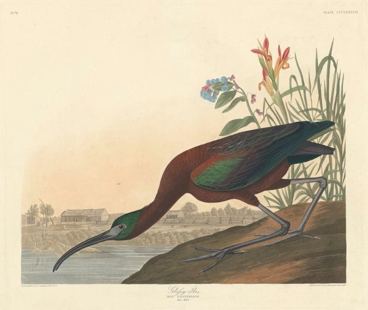 Glossy Ibis - Great Art Library - Paintings & Prints, People & Figures ...