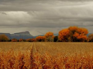 Joshua Gale - Photography