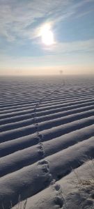 Joshua Gale - Photography